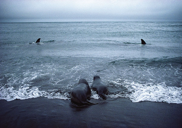 Desmier – photo – Le cercle polaire